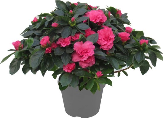 Aiko Intense Rose - Azalea indica/Rhododendron simsii - kamerazalea ...