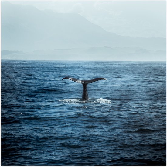 WallClassics - Poster Glanzend – Walvis Staart boven Zee - 50x50 cm ...
