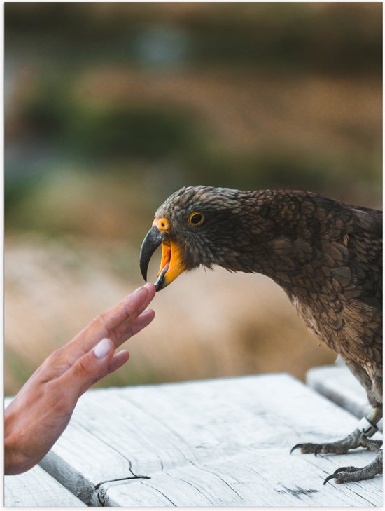WallClassics - Poster Glossy - Brown Kea Vogel Gently Bites a Hand ...