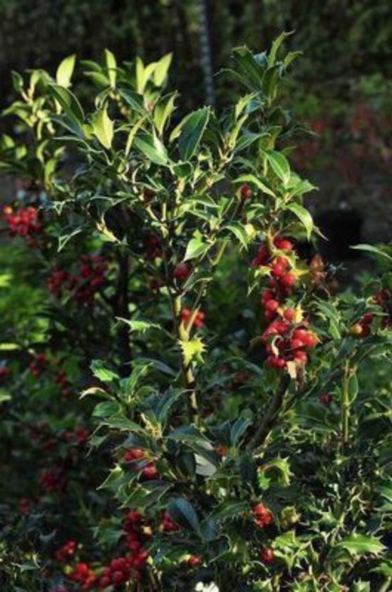 Ilex aquifolium ' Alaska' - GEWONE HULST , SCHERPE HULST , GROENE HULST ...
