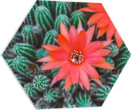 WallClassics - PVC Schuimplaat Hexagon - Rode Bloemen op Cactusjes ...