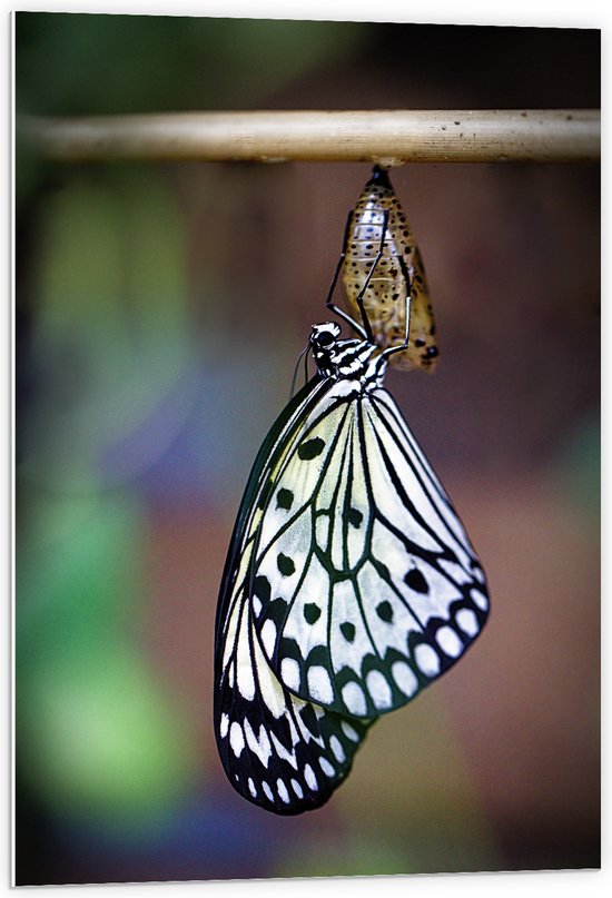 WallClassics - PVC Schuimplaat- Zwart met Witte Vlinder komt uit Cocon ...