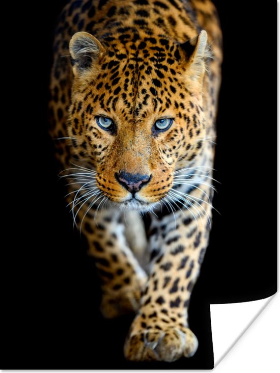 Poster Luipaard - Dieren - Portret - Wilde dieren - Zwart - 90x120 cm | bol