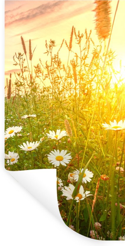 Muurstickers - Sticker Folie - Bloemen - Madelief - Natuur - Zon ...