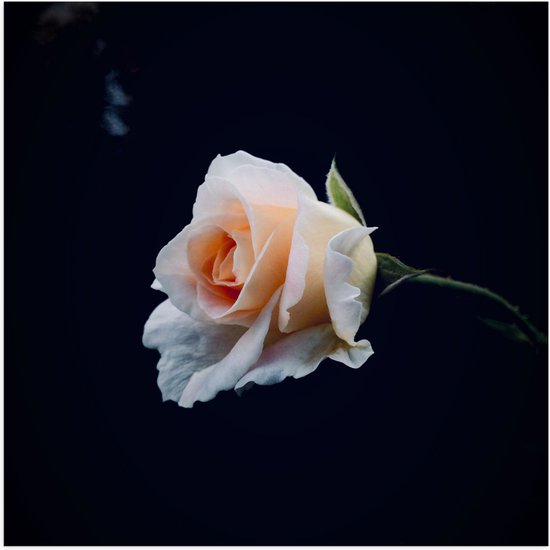 WallClassics - Poster Glanzend – Witte Roos - 50x50 cm Foto op Posterpapier met... | bol