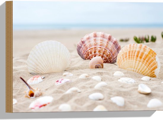 WallClassics - Hout - Mooie Schelpen in het Zand - 40x30 cm - 12 mm dik ...