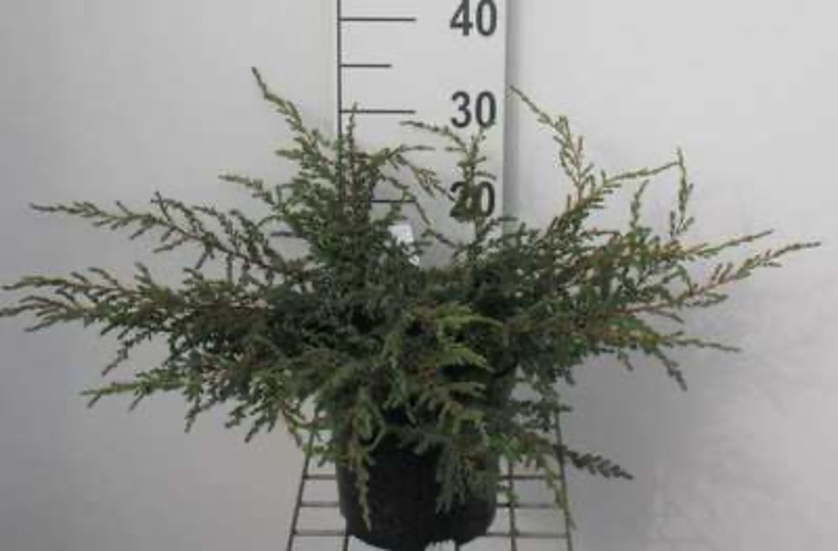 Juniperus communis 'Repanda' - Jeneverbes, Gewone Jeneverbes 25 - 30 cm ...