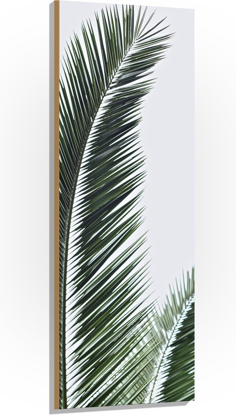WallClassics - Hout - Groene Palmtak tegen Witte Achtergrond - 50x150 ...