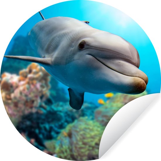 WallCircle - Stickers muraux - Cercle Papier Peint - Dauphin - Mer ...