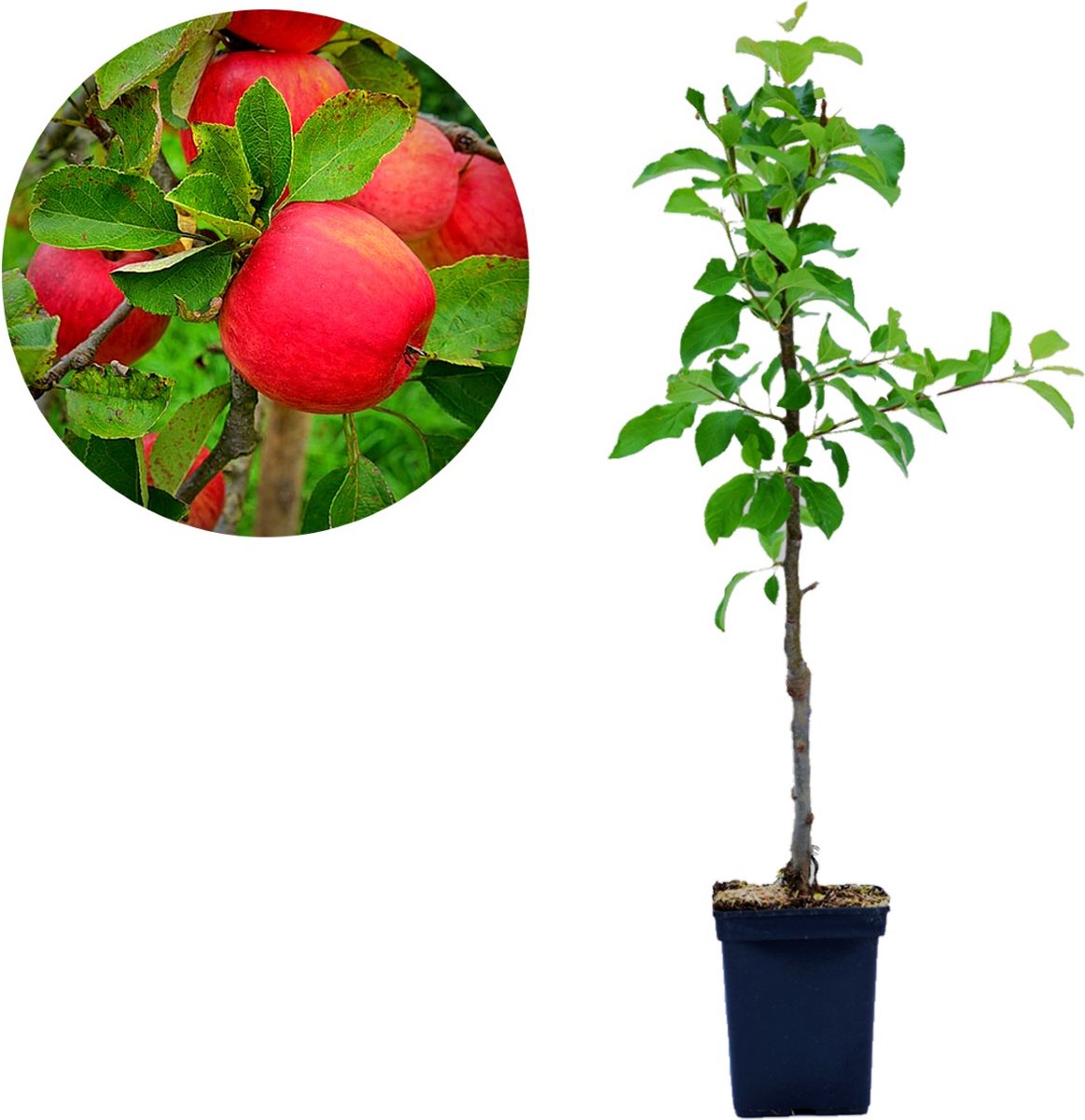 Malus domestica 'Red Spur Delicious' Dwergappelboom, 3 liter pot | bol.com