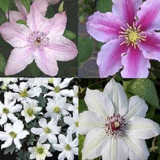 4 x Roze-Witte Clematis kleurencombinatie (1 groenblijvende) - Clematis ... 4 x Roze-Witte Clematis kleurencombinatie (1 groenblijvende) - Clematis ...