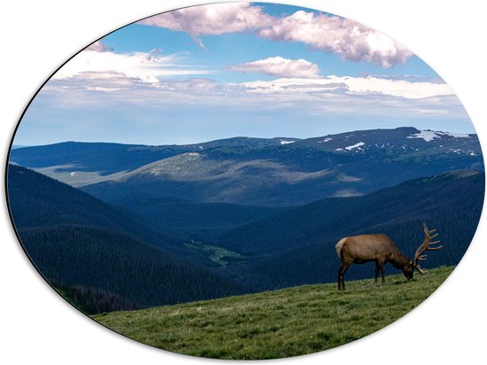 WallClassics - Dibond Ovaal - Grazend Hert op Hoogste Berg van ...
