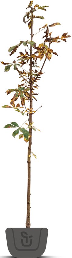 Kastanje bolboom | AESCULUS PAVIA DISCOLOR | Stamomtrek: 9-11 cm ...