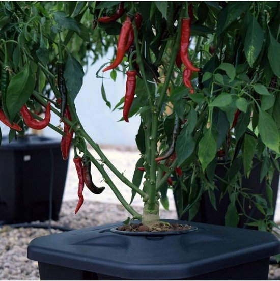 DWC IWS hydro systeem 6 pot -100l flexitank complete set | bol