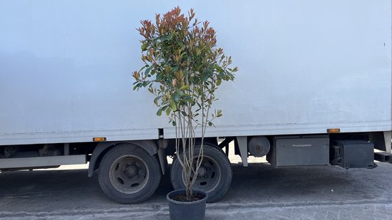 Photinia Fraseri 'Red Robin' Glansmispel Meerstammig | bol.com