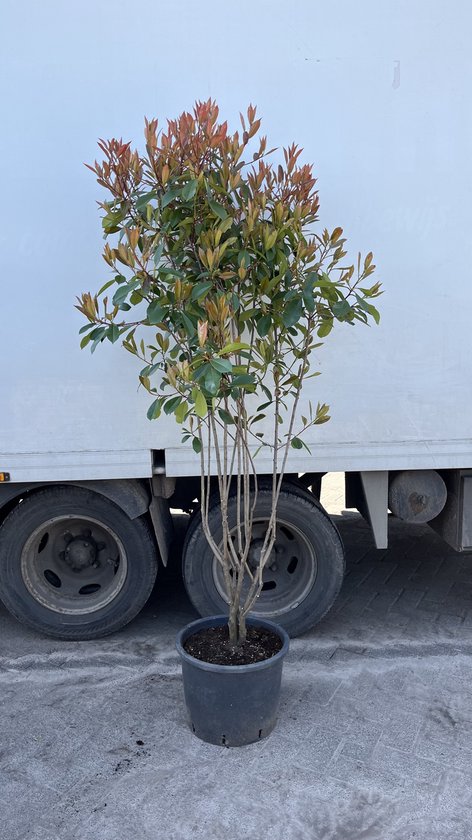 Photinia Fraseri 'Red Robin' Glansmispel Meerstammig | bol.com