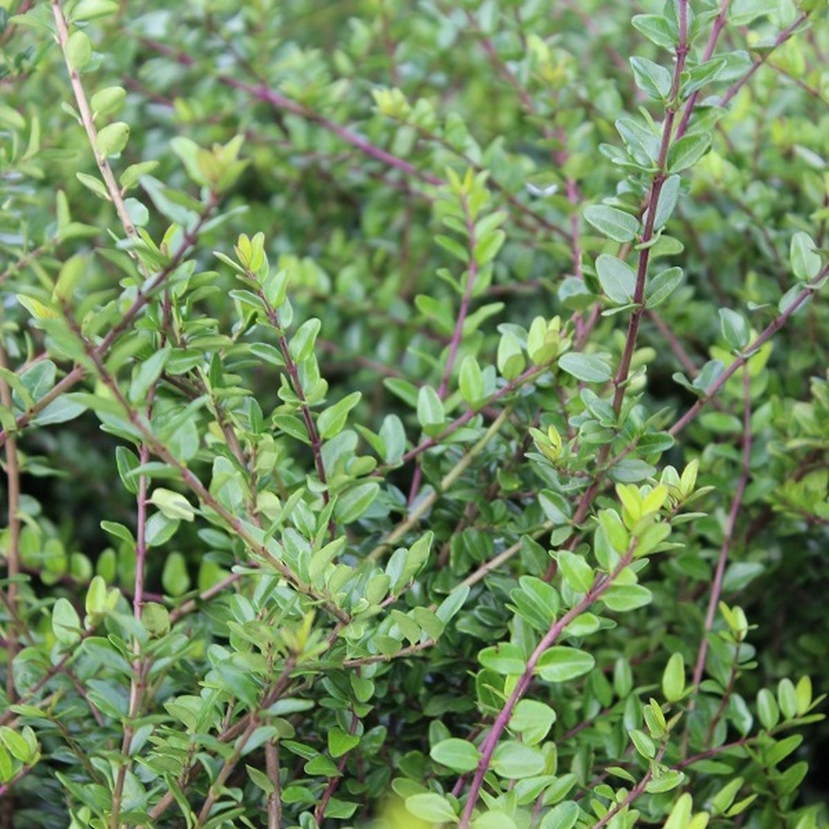 6x-chinese-kamperfoelie-lonicera-nitida-elegant-pot-9x9cm-bol
