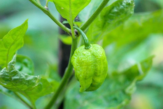 Bhut Jolokia of Ghost pepper peper zaden. Voor het zelf kweken in ...
