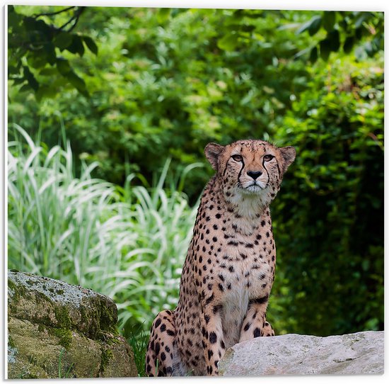 PVC Schuimplaat - Zittende Panter tussen Grote Stenen in Groen NatuurgebiedZittende... | bol