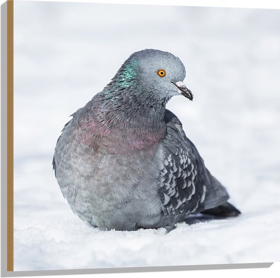 Hout - Stadsduif zittend op Dun Laagje Sneeuw - 80x80 cm - 9 mm dik ...