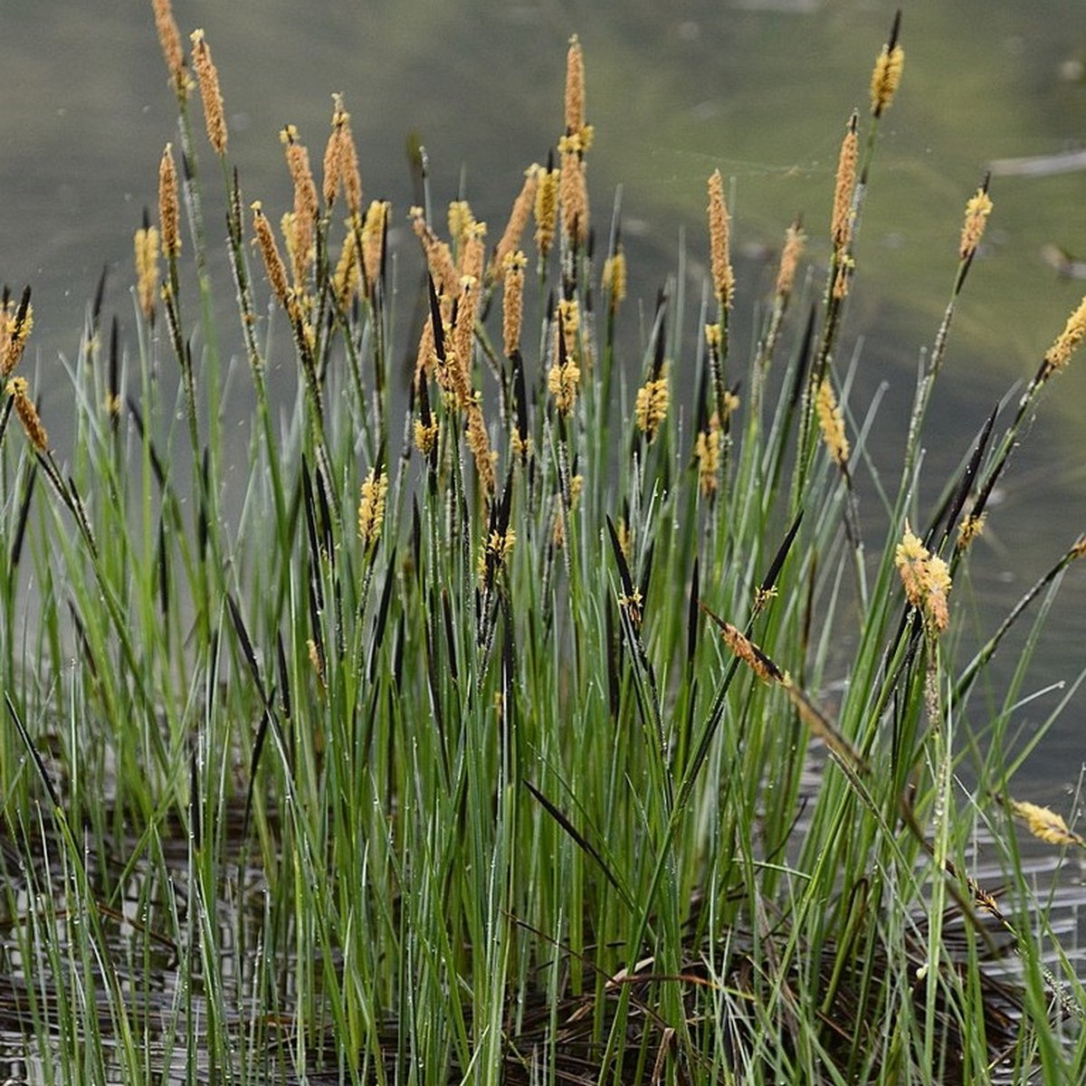 6x Stijve zegge - Carex elata (='Stricta') - Pot 9x9cm | bol