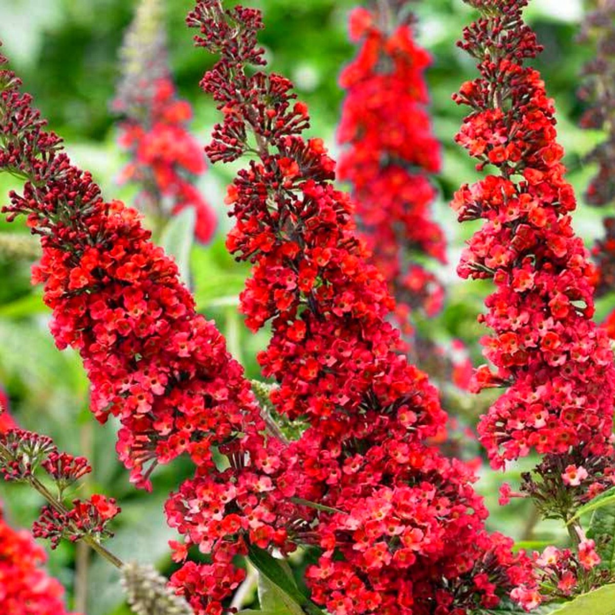 Vlinderstruik - Buddleja davidii 'Royal Red' - Buitenplant ...