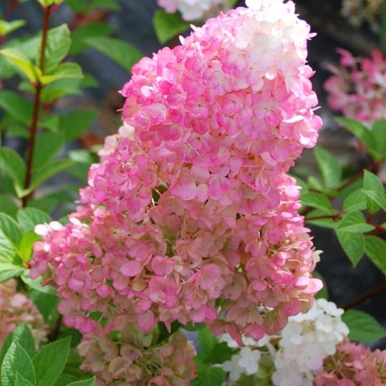Hortensia - Hydrangea paniculata 'Vanille Fraise' - Buitenplant ...