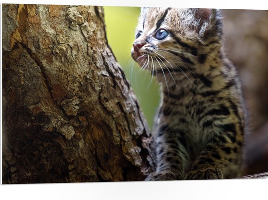 PVC Schuimplaat - Kitten van Boomkat in Dikke Boom - 105x70 cm Foto op ...