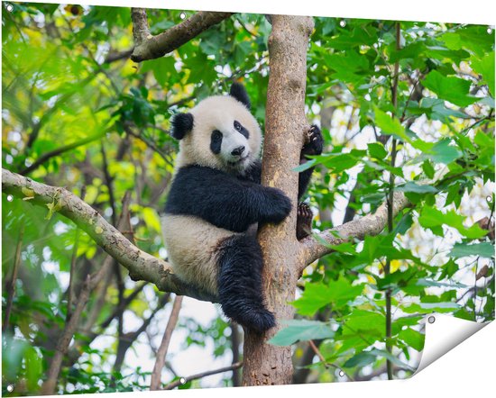 Gards Tuinposter Panda in de Bomen - 150x100 cm - Tuindoek ...