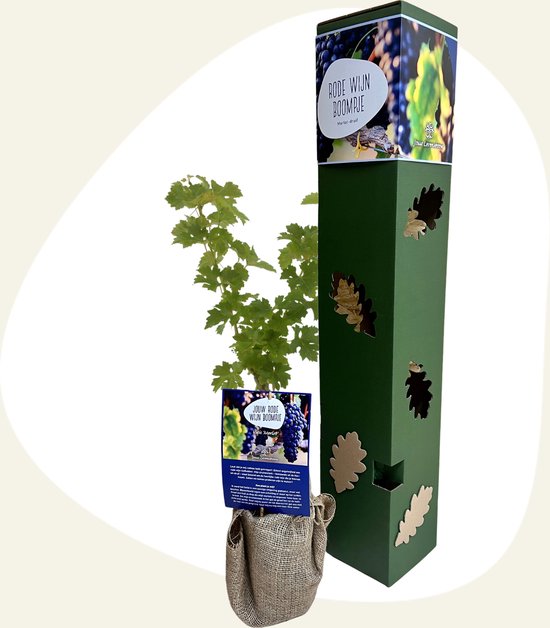 Jouw Levensboom - Fruitboom - Rode Wijn Boompje - Druivenrank - Cadeau ...