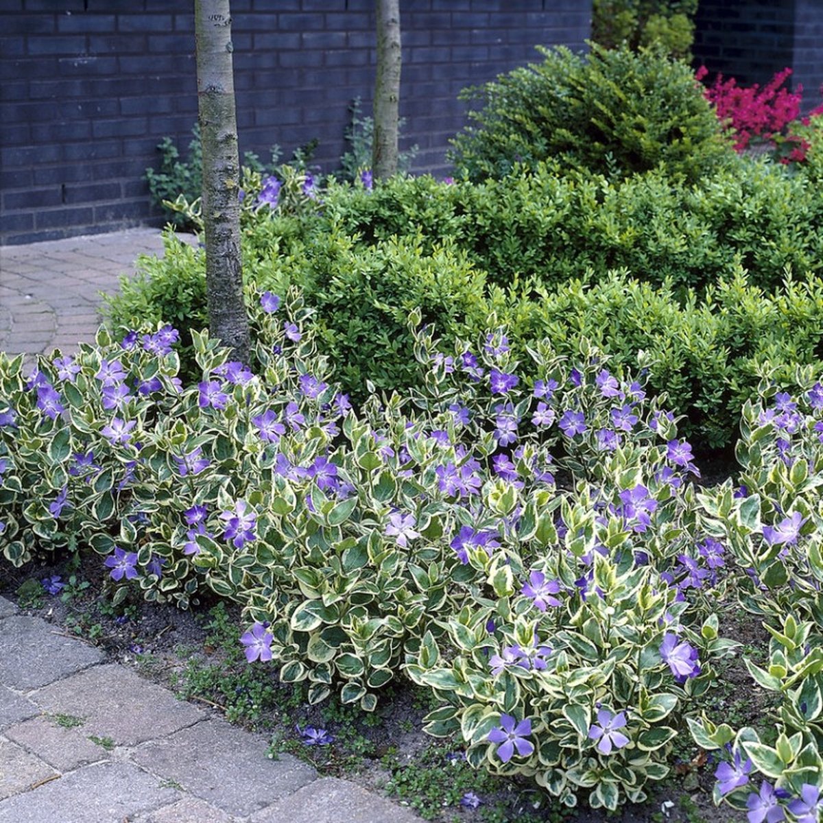 6 x Grande Pervenche Panachée - Couvre-sol Evergreen - Vinca major ...