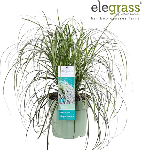Carex 'Feather Falls' ↨ 45cm - hoge kwaliteit planten | bol