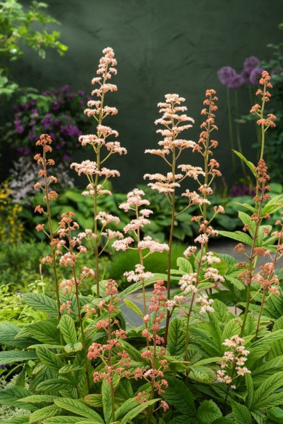 Plants Online - Tuinplanten - Vaste planten - Set van 3 - Rodgersia ...