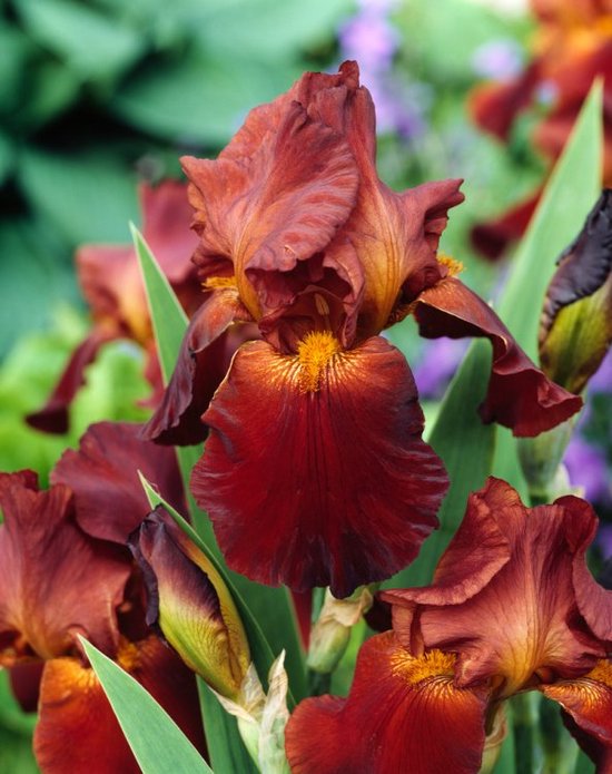 Iris (G) 'Sultan's Palace' P11 | bol