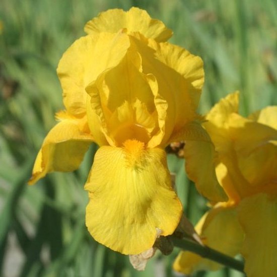 6x Iris barbu - Iris Germanica 'Ola Kala' - Pot 9x9cm | bol