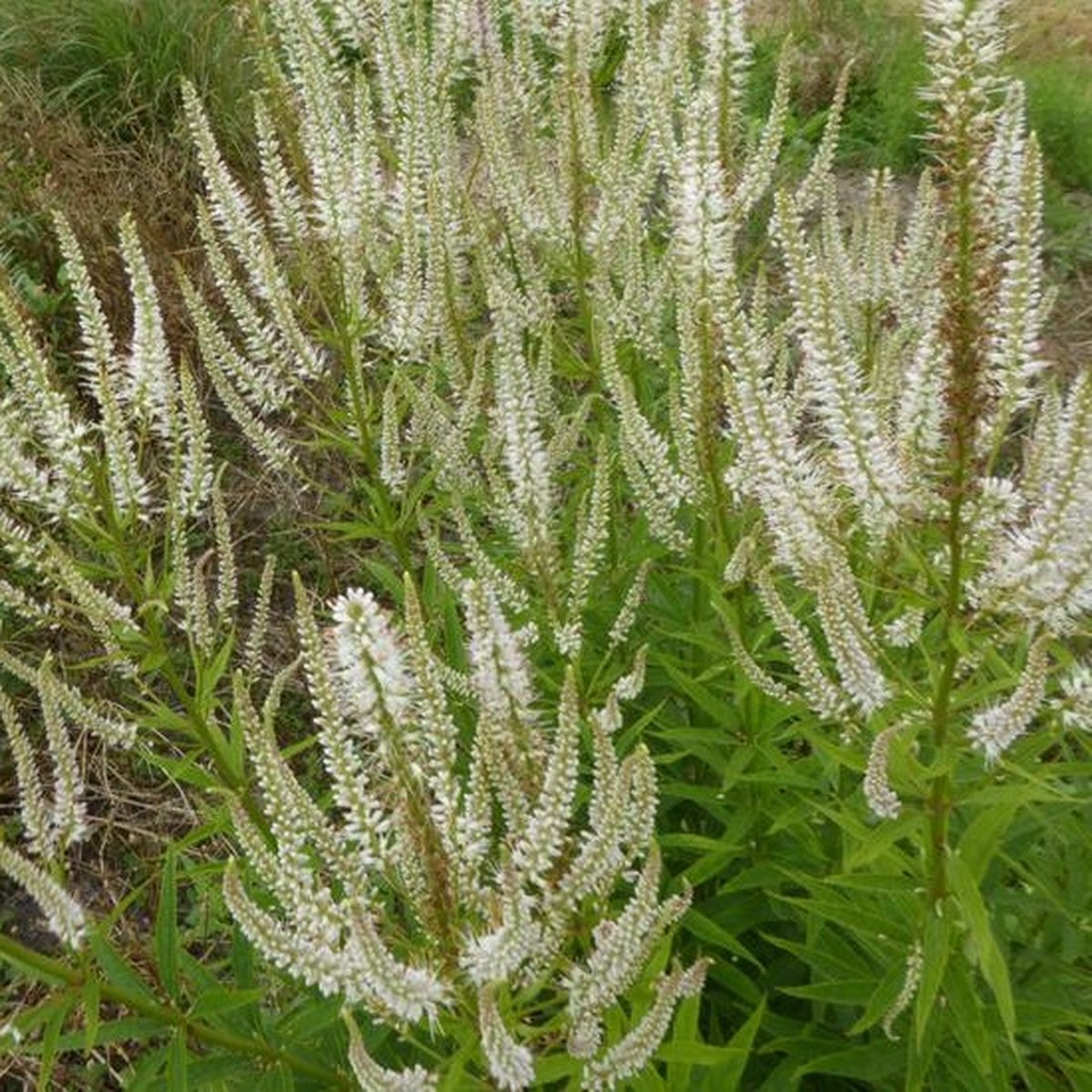 6x Virginische ereprijs - Veronicastrum virginicum ‘Diana’ - Pot 9x9cm | bol