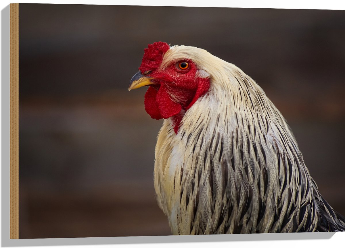 Hout - Opzijkijkende Haan met Rode Lel en Hanenkam - 75x50 cm - 9 mm ...