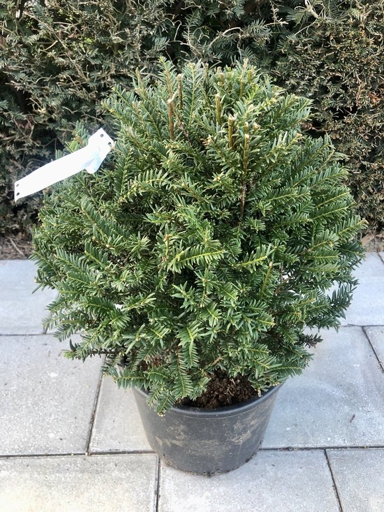 Taxus baccata - Venijnboom 30 cm in pot bolvorm | bol.com