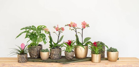 Mega Collections Cache-pot/pot de fleurs - céramique - or - D22,5 x H21 ...