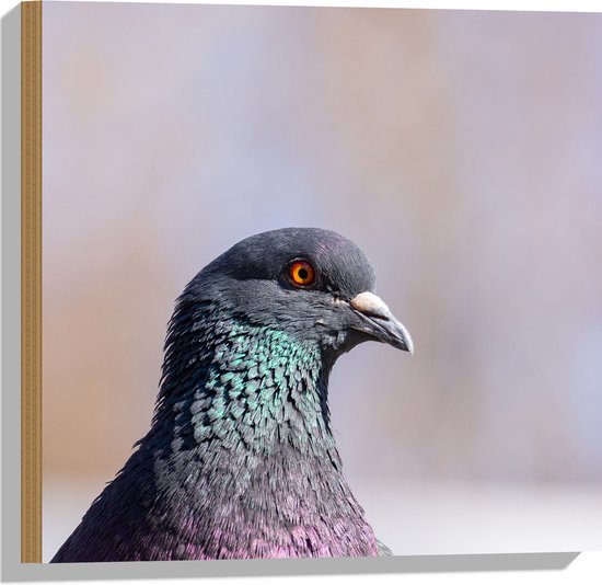 Hout - Kop van Opzijkijkende Stadsduif - 50x50 cm - 9 mm dik - Foto op ...