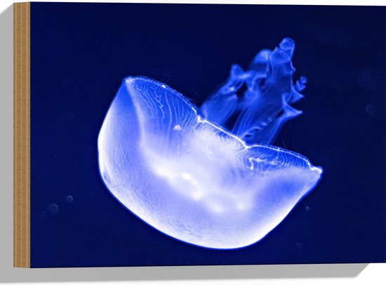 Hout - Neon Blauwe Kwal in Donkerblauwe Oceaan - 40x30 cm - 9 mm dik ...