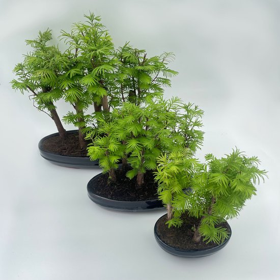 Bonsaiwonder - Metasequoia - Bonsai Forrest - Set van 3 stuks ...