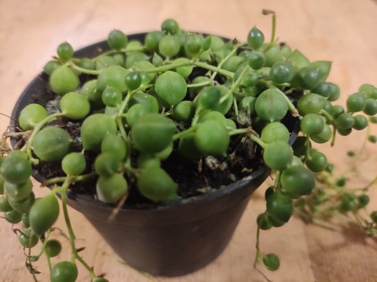 Senecio Rowleyanus Erwtenplant hangplant | bol