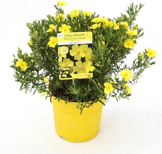 Hello Plants Halimium Libanotis April Sun Dwergstruik - Struik ...