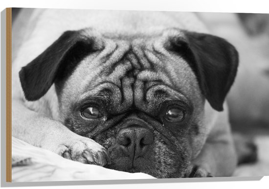 Hout - Aankijkende Hond met Zielige Ogen (Zwart- wit) - 90x60 cm - 9 mm ...