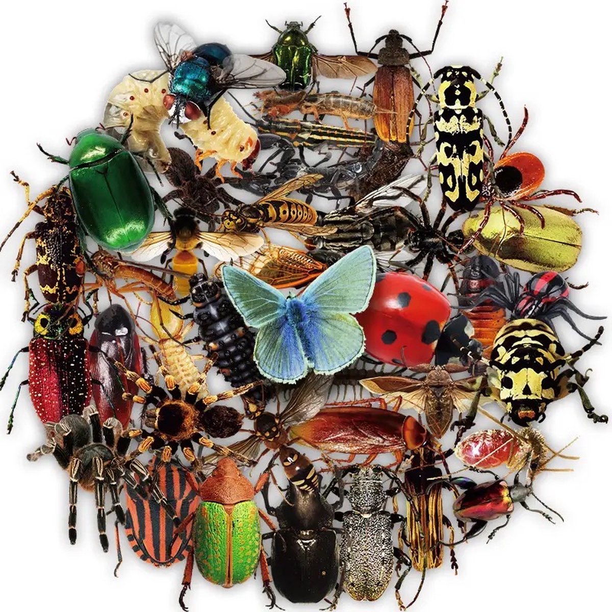 Insecten Stickers 50 Stuks | Scrapbook Stickers | Vlinder | Spin | Bij ...