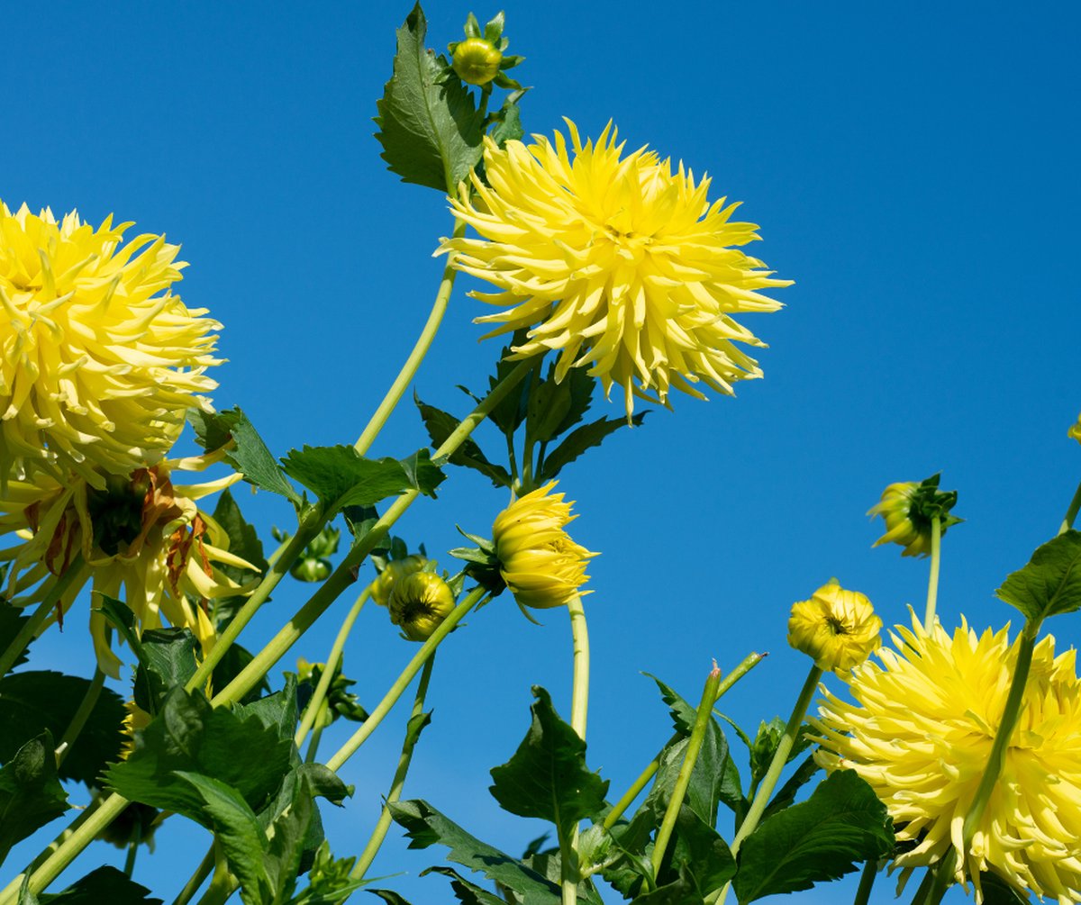 Paquet mixte de bloomers d'été - Dahlia - 10 variétés - 30 dahlias ...