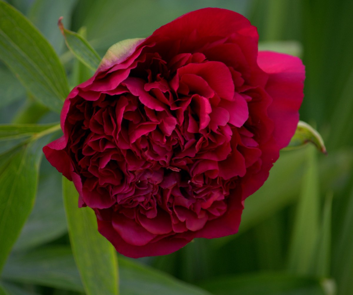 Paeonia - Pioenroos - Command Performance - 3 stuks | bol.com