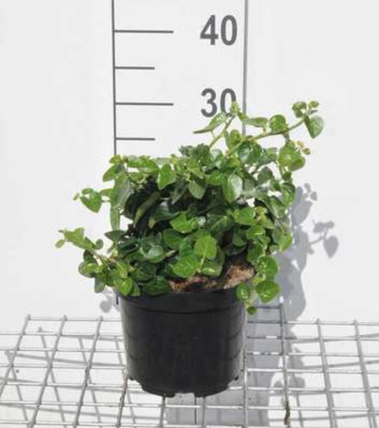 Hedera hibernica 'Arbori Compact' - Struikklimop, Atlantische Klimop ...