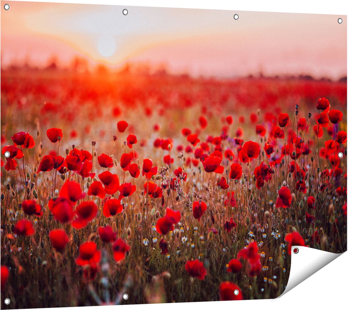 Gards Tuinposter Rode Klaprozen Bloemenveld Zonsondergang - 120x90 cm ...
